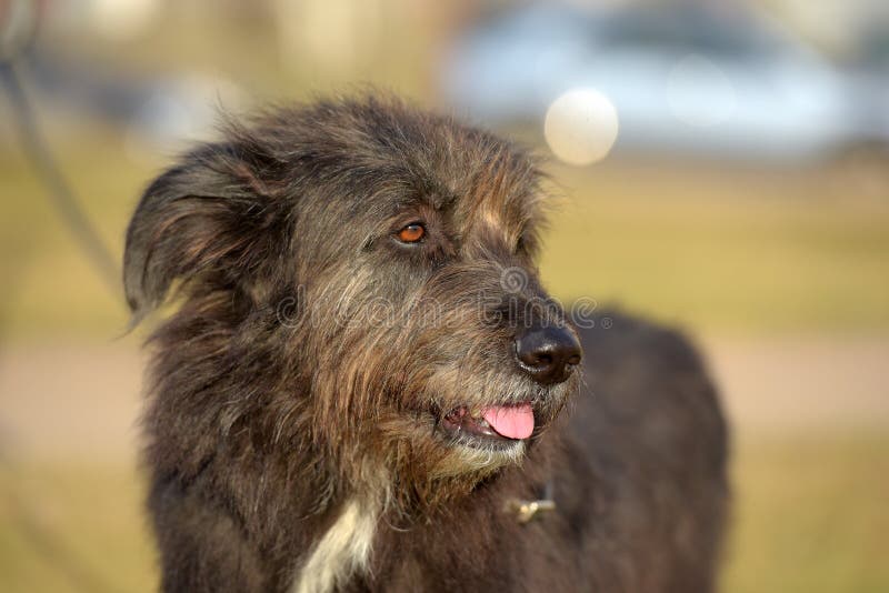 Dog Mestizo Terrier for a Walk in the Summer Stock Photo - Image of ...