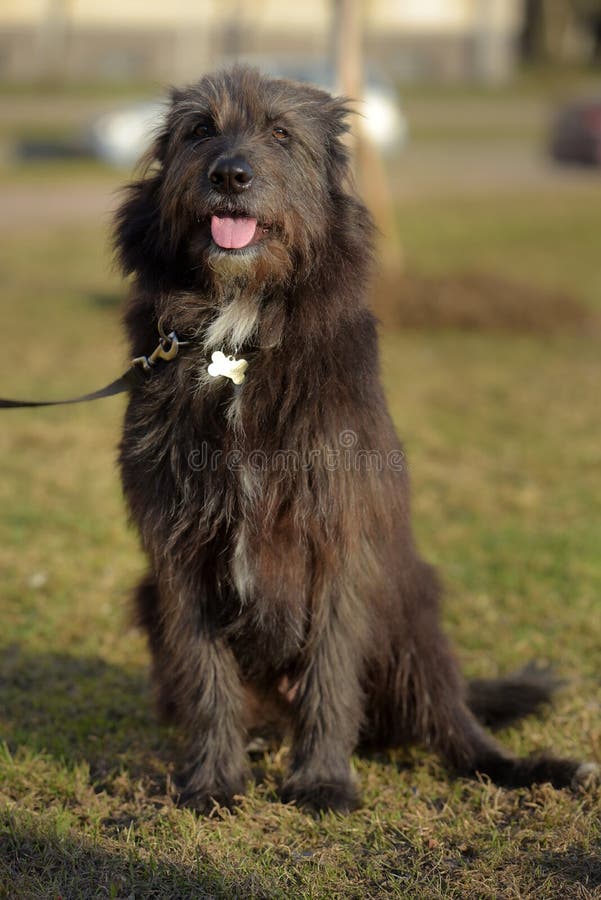 Dog Mestizo Terrier for a Walk in the Summer Stock Photo - Image of ...