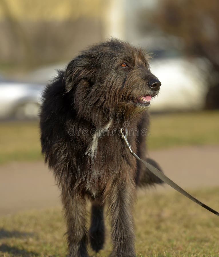 Dog Mestizo Terrier for a Walk in the Summer Stock Photo - Image of ...