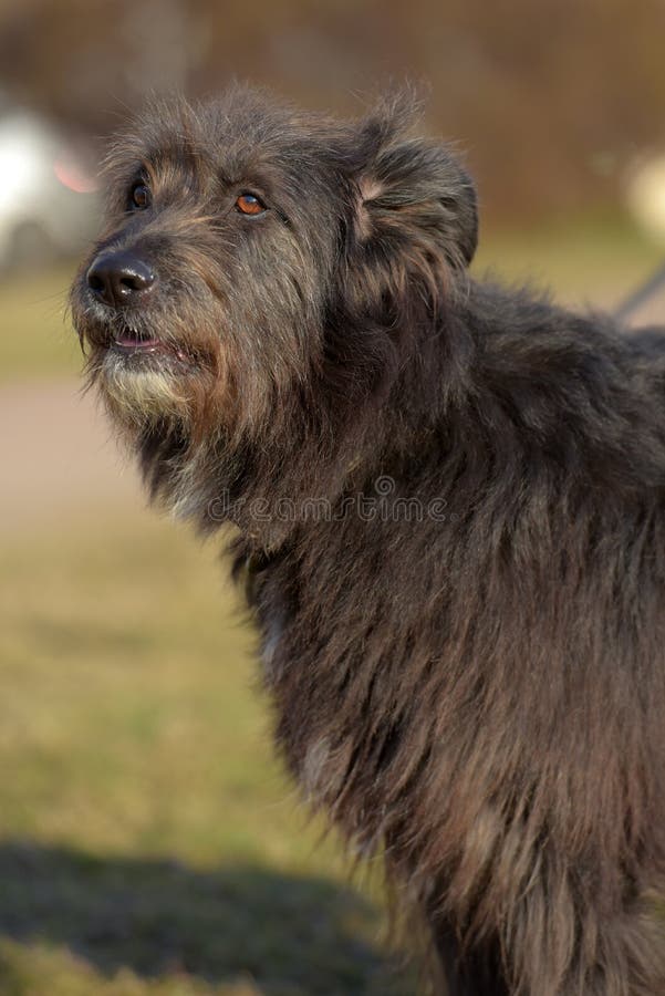 Dog Mestizo Terrier for a Walk in the Summer Stock Image - Image of ...