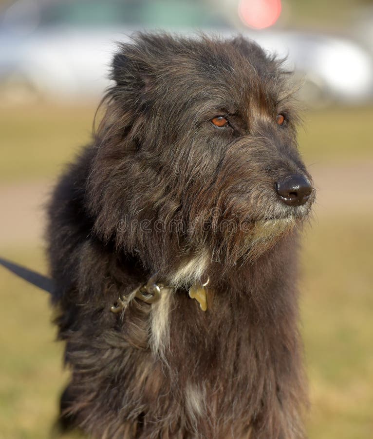 Dog Mestizo Terrier for a Walk in the Summer Stock Photo - Image of ...
