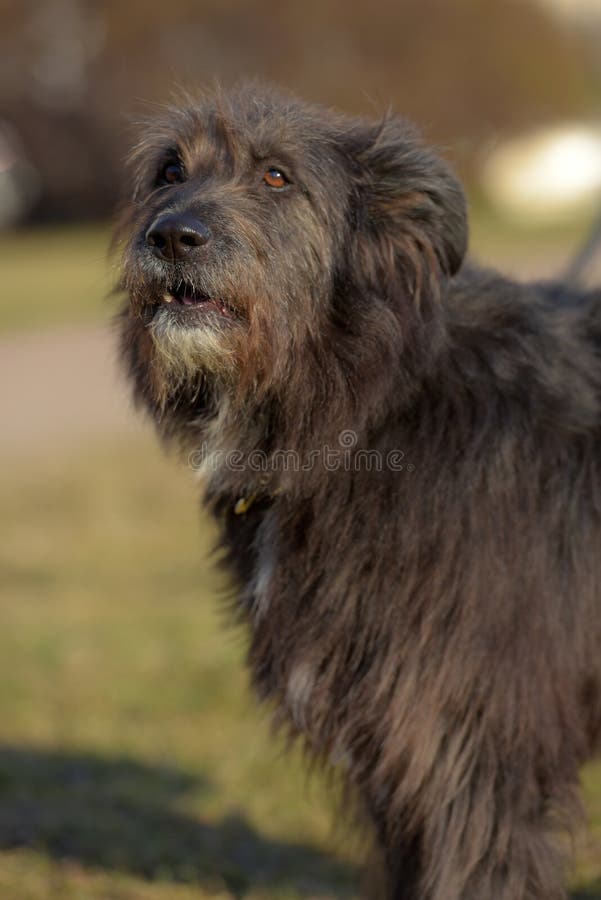 Dog Mestizo Terrier for a Walk in the Summer Stock Photo - Image of ...