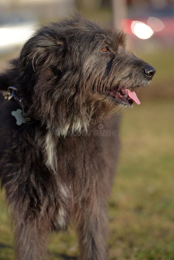 Dog Mestizo Terrier for a Walk in the Summer Stock Image - Image of ...