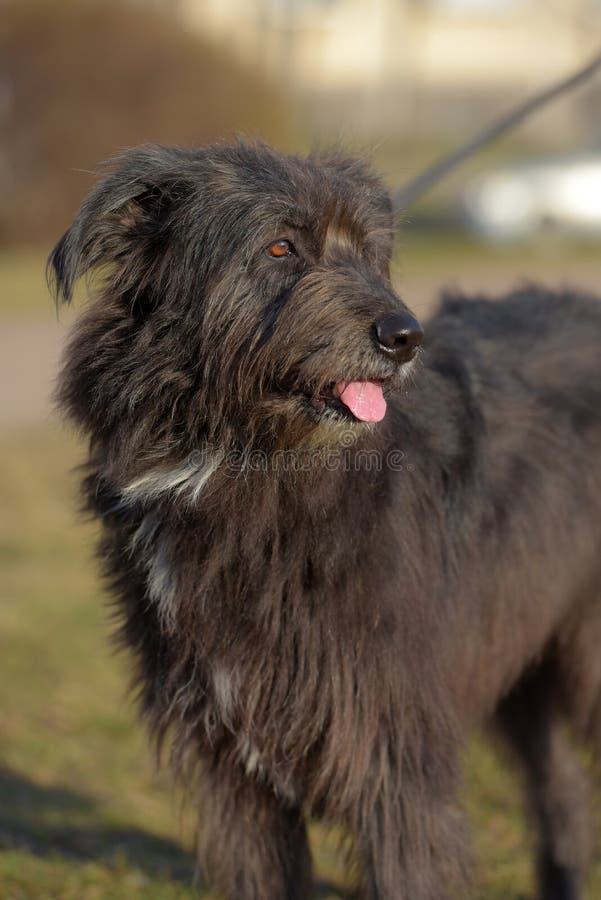 Dog Mestizo Terrier for a Walk in the Summer Stock Photo - Image of ...