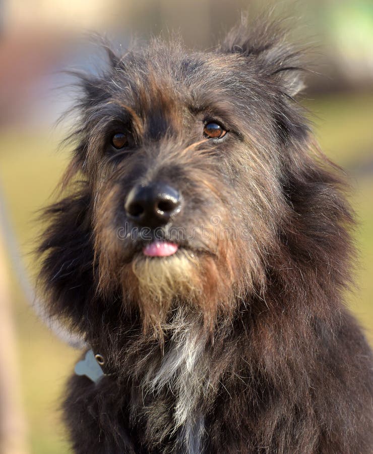 Dog Mestizo Terrier for a Walk in the Summer Stock Photo - Image of ...