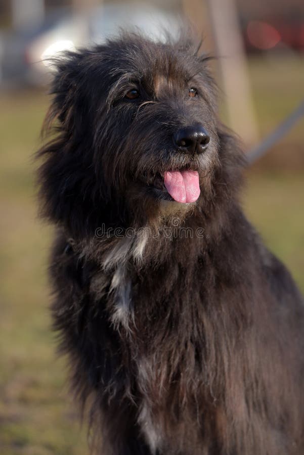 Dog Mestizo Terrier for a Walk in the Summer Stock Image - Image of ...