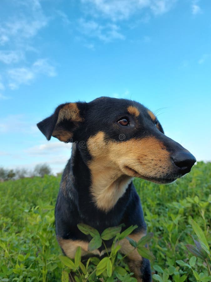 Dog in the Middle of Plants Stock Photo - Image of puppy, middle: 260095988