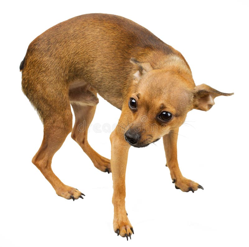 Dog Mini - Russian Toy Terrier Stock Image - Image of back, animal ...