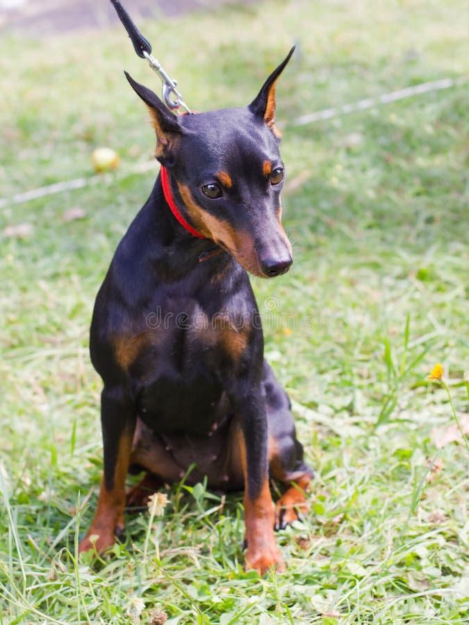 Dog Miniature Pinscher Breed Sitting Stock Photo - Image of ...