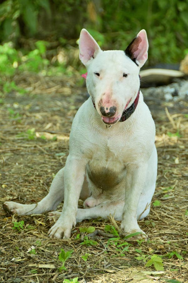 Dog minibulter stock image. Image of minibulter, muscular - 99344099