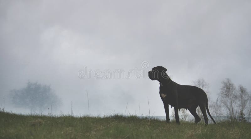 Dog in a mist stock image. Image of spring, dane, early - 92549689