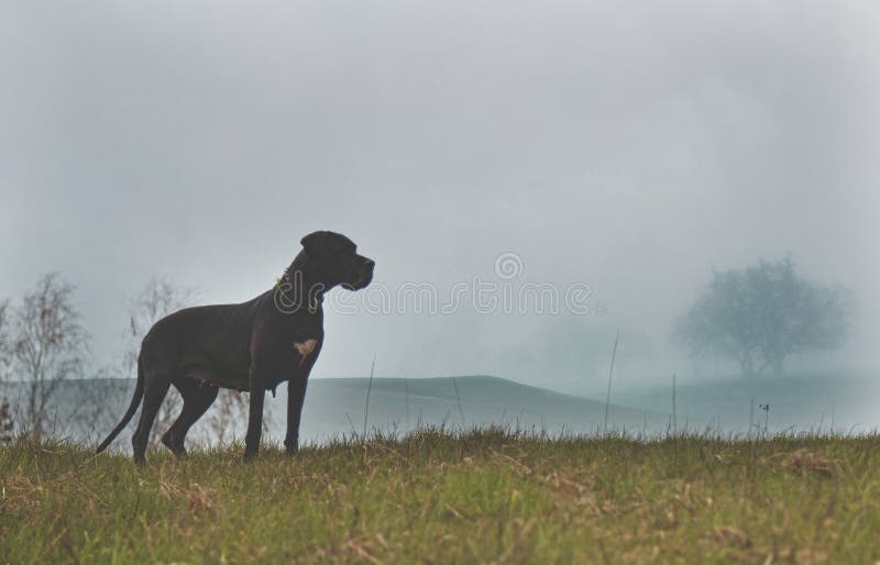 Dog in a mist stock image. Image of guard, speaking, standing - 91565159