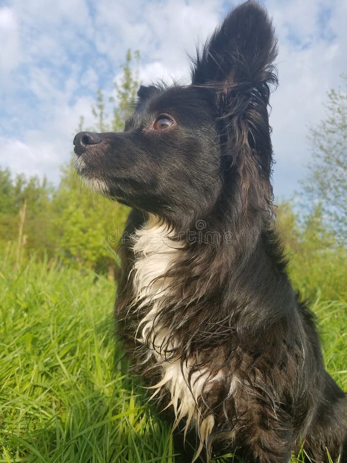 Dog model stock photo. Image of model, doggy, summer - 117368354