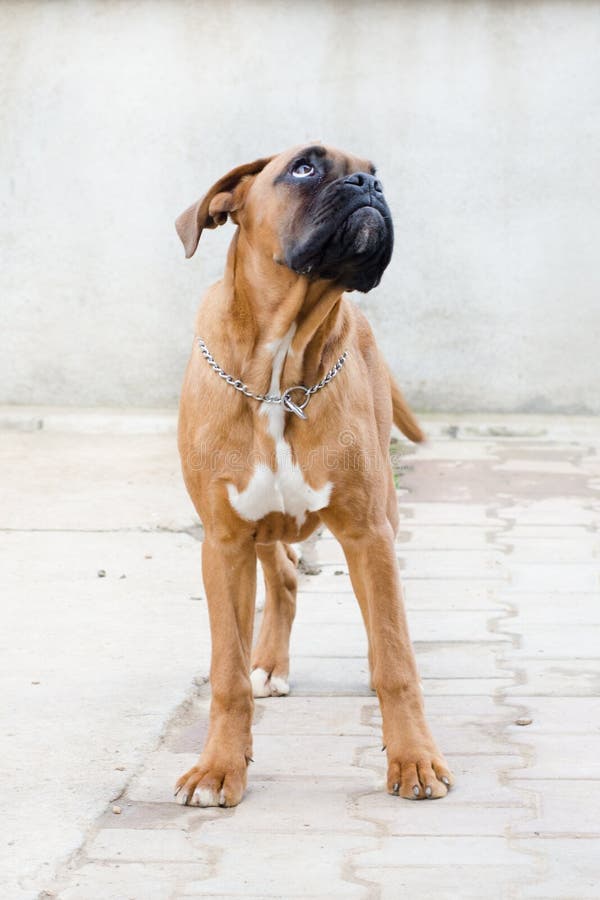 Dog model stock image. Image of yard, sleuthhound, backyard - 78080291