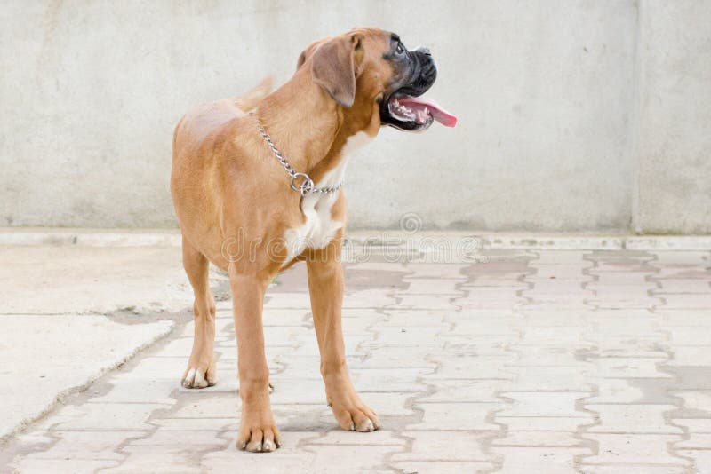 Dog model stock image. Image of happy, animal, harrier - 78080385