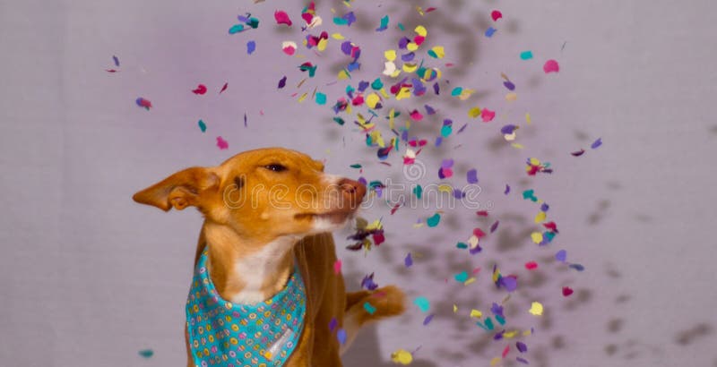 Dog Modeling in the Party with Confetti Stock Image - Image of ...