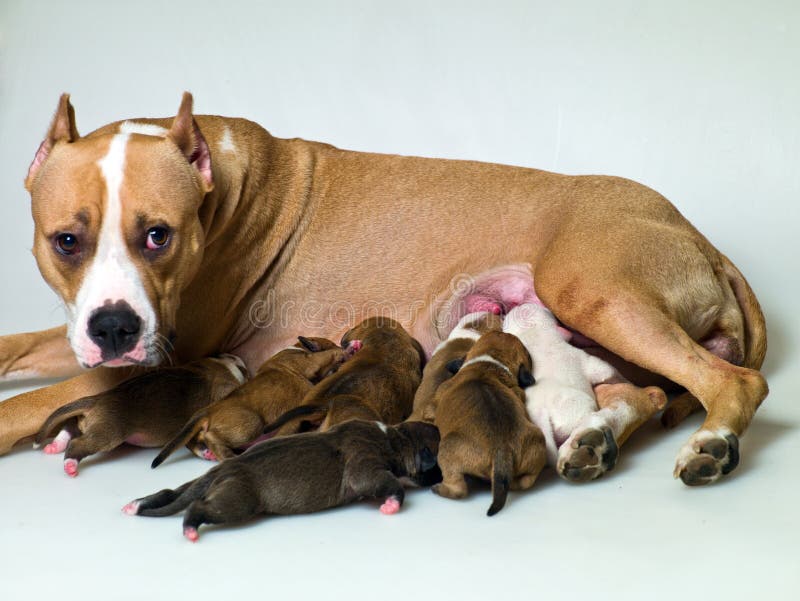 Dog mom stock photo. Image of mouth, animals, conflict - 27874784