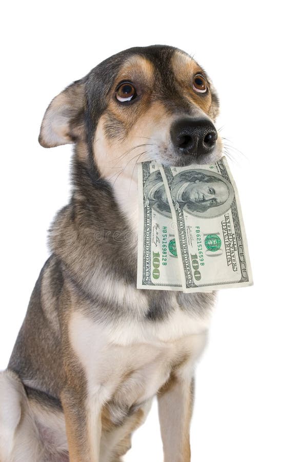 Dog with money stock photo. Image of dogs, finance, bring - 3589658