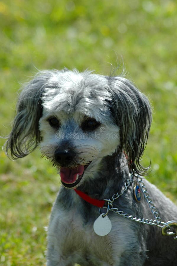 Dog: Mongrel stock photo. Image of abandon, family, lead - 1285406