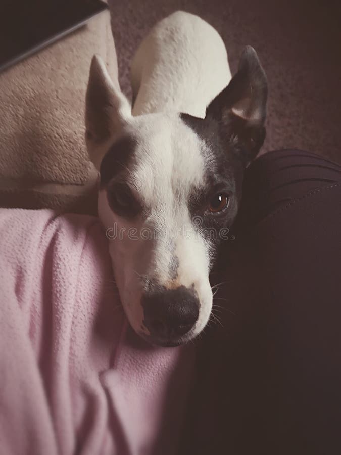 Dog mooching ears cute beg stock photo. Image of mooching - 167965698