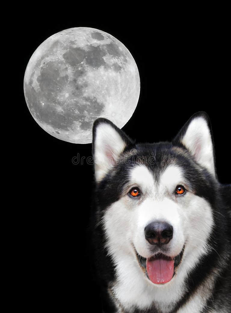 3,213 Dog Moon Stock Photos - Free & Royalty-Free Stock Photos from ...