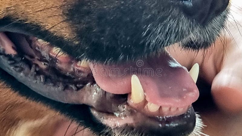Dog mooth teeth open stock image. Image of medicine - 393645923