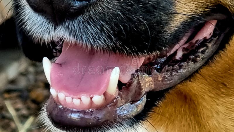 Dog mooth teeth open stock photo. Image of mooth, human - 393645954