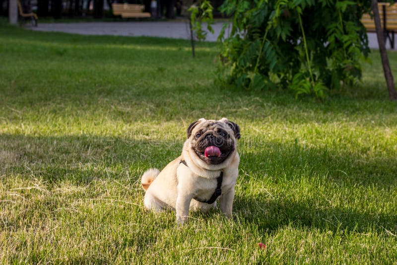 Cute Dog Mops Playing Outside Smiles with Red Ball. Dog Lying in the ...