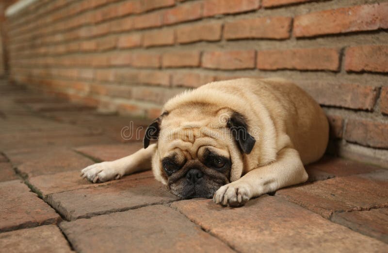 Dog mops on pitcher stock image. Image of cute, animal - 10337923