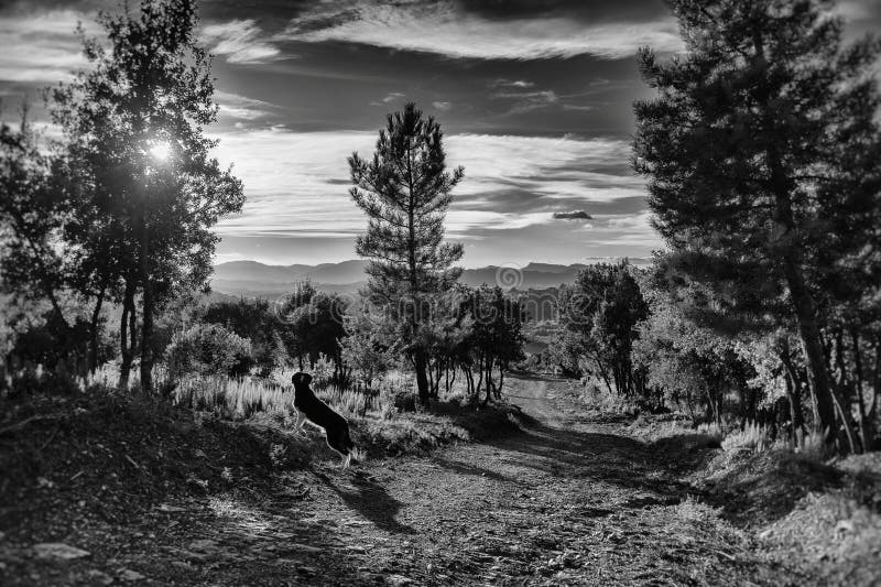 Dog in the Morning Sun Rays. Landscape with a Pet. Stock Photo - Image ...