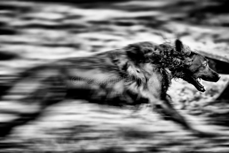 Dog in Motion stock image. Image of snout, vets, whiskers - 48316019