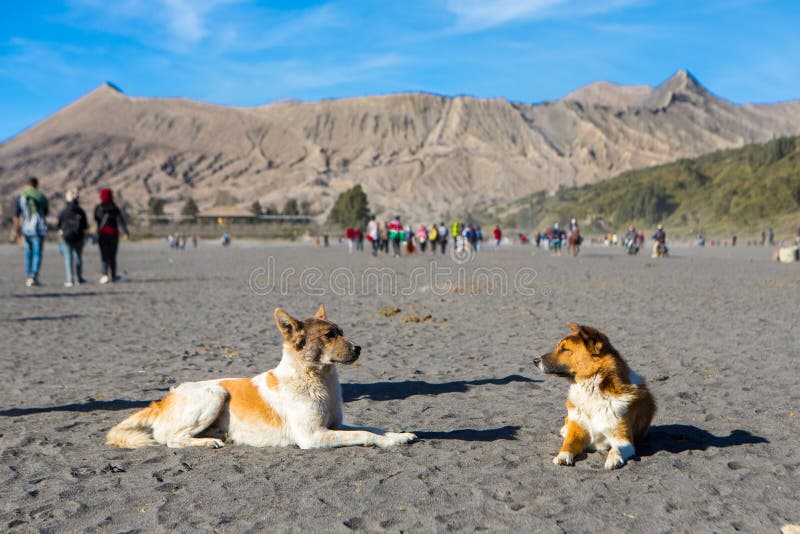 Dog stock image. Image of active, volcano, pets, view - 99798589