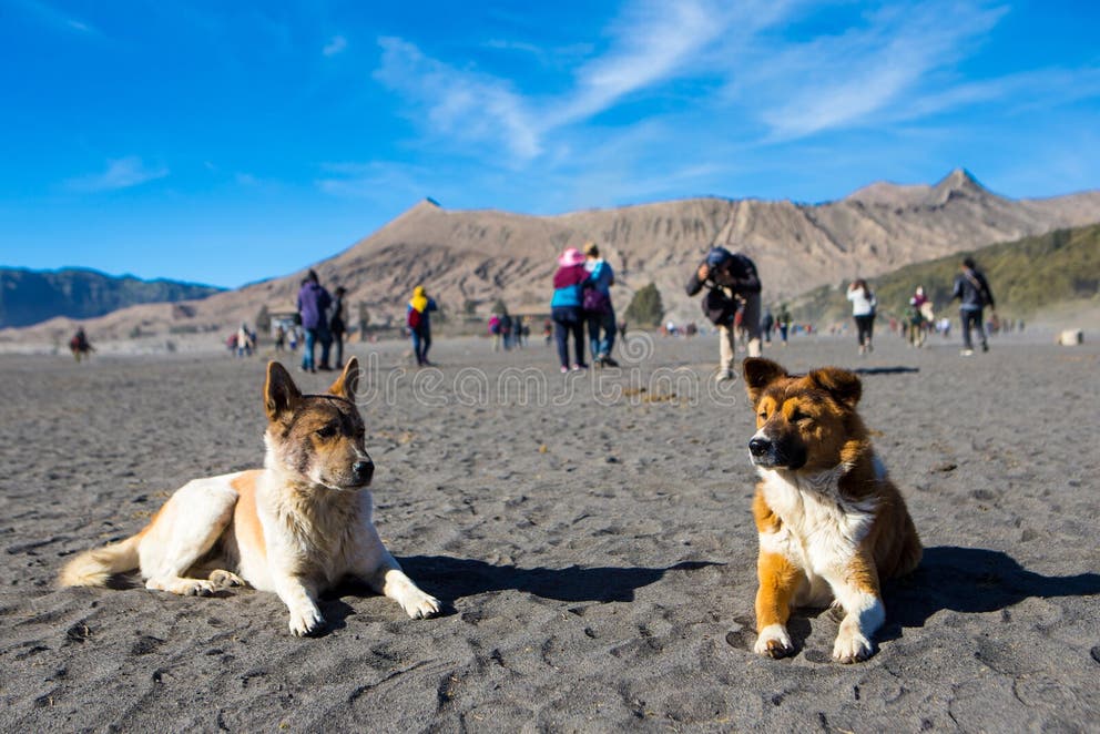 Dog stock photo. Image of tengger, penanjakan, view, crater - 99798604