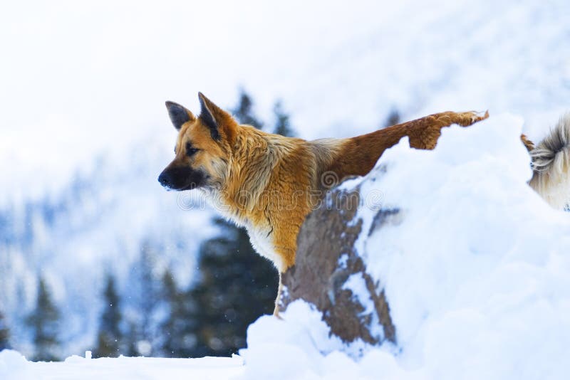 Dog in the Mountain Forest. Stock Photo - Image of background, view ...
