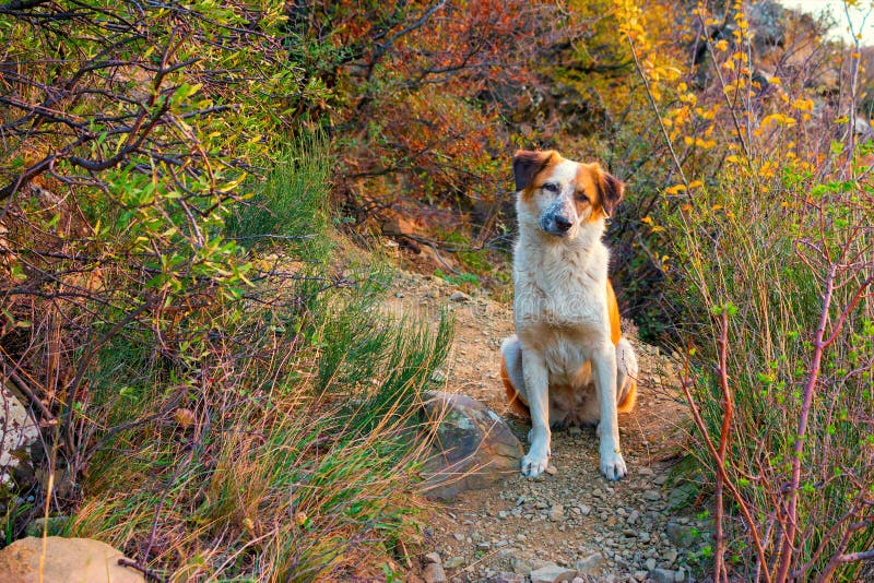 Dog on mountain footpath stock image. Image of pure, yellow - 47614105