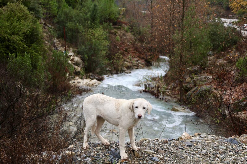 Dog mountain stream stock photo. Image of bright, lake - 352725690