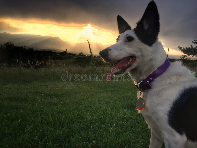 Smooth Coated Border Collie Stock Photos - Free & Royalty-Free Stock ...