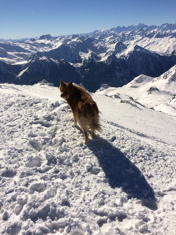 Dog on a mountain top. stock photo. Image of cold, sunny - 86223534
