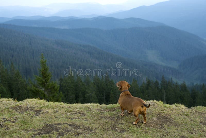 Dog in the mountains stock photo. Image of grass, trekking - 58981842
