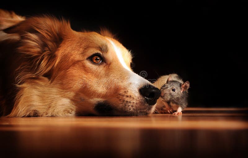 Dog and mouse friends stock image. Image of golden, looking - 25558503