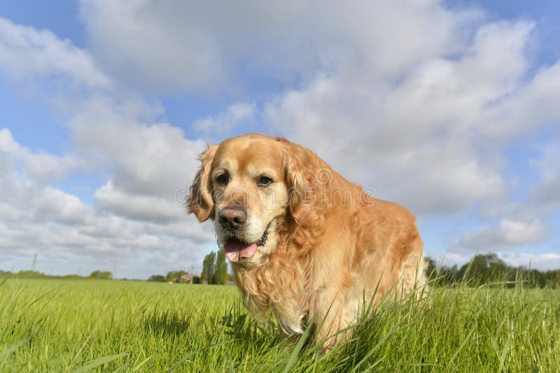 Dog moving forward of face stock image. Image of grass - 115860075