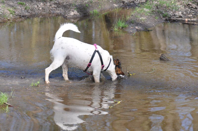 German Mud Bath Stock Photos - Free & Royalty-Free Stock Photos from ...