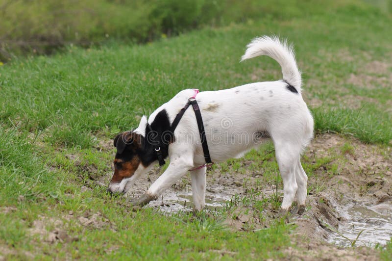 German Mud Bath Stock Photos - Free & Royalty-Free Stock Photos from ...