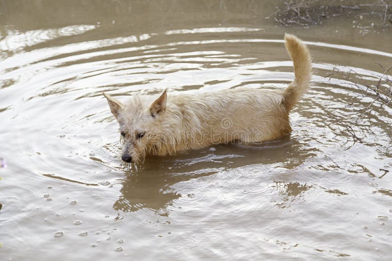 Dog mud bath stock photo. Image of fluffy, animal, bathe - 76279710