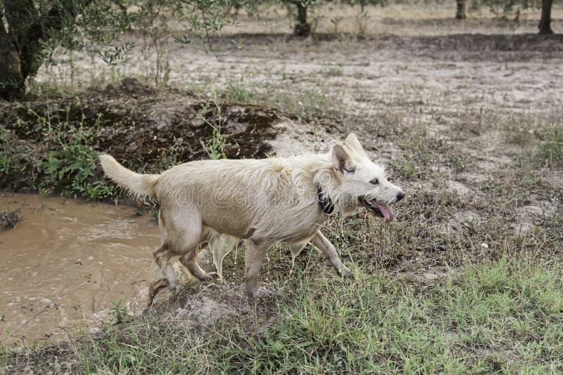 Dog mud bath stock image. Image of canine, brown, naughty - 81176183