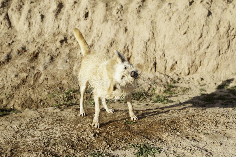 Dog mud bath stock image. Image of naughty, concept, furry - 89572965