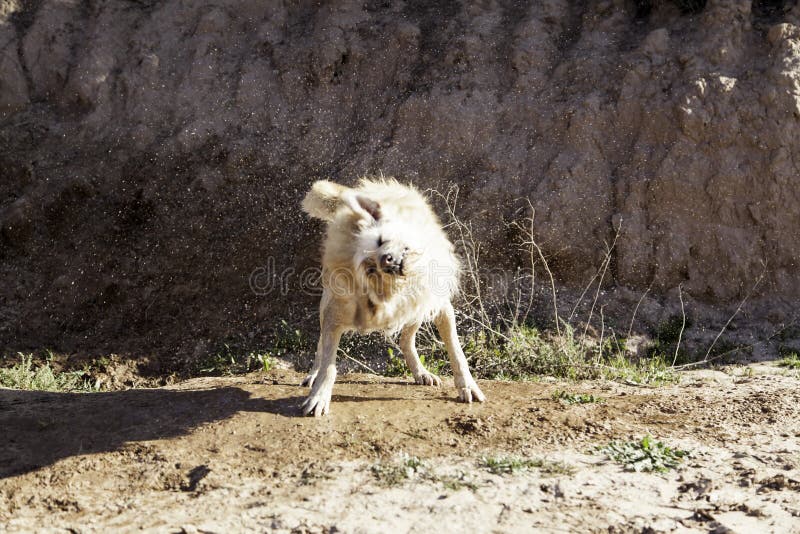 Dog mud bath stock image. Image of mammal, play, care - 90944071