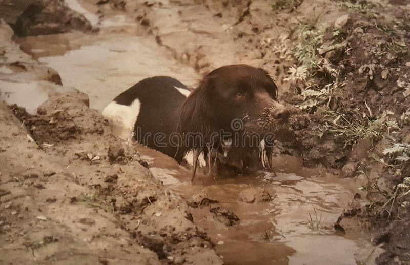 English springer spaniel stock photo. Image of resting - 302447500