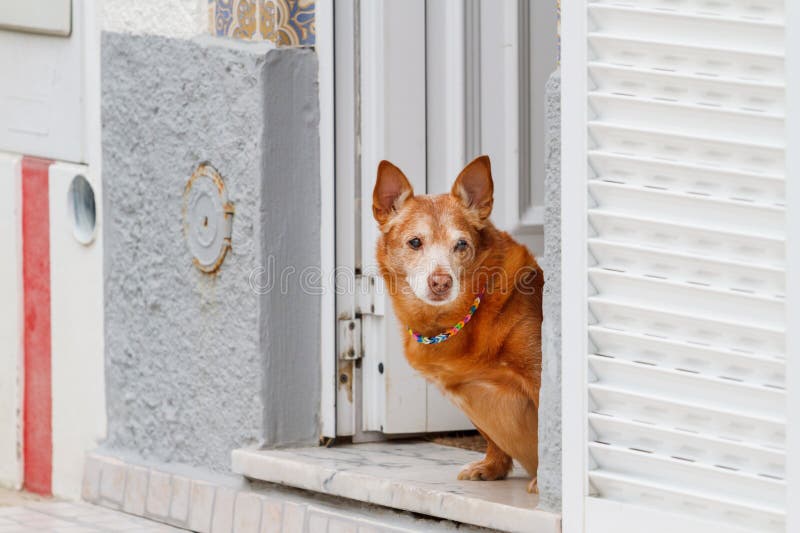 Dog with a Multi-colored Collar Stands on the Threshold Stock Photo ...