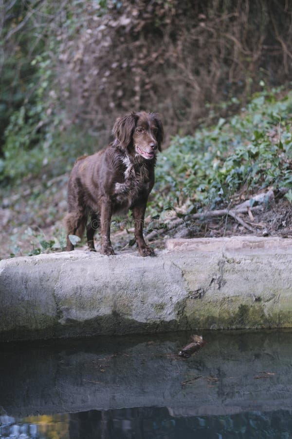 Dog of the Munsterlander Breed Walking through the Woods Stock Photo ...